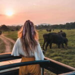 From Sigiriya: Minneriya National Park Elephant Safari - What Travelers Love About This Safari