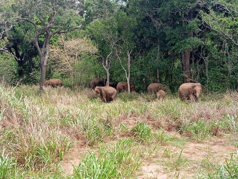 From Sigiriya: Minneriya National Park Half-Day Jeep Safari - The Full Experience Breakdown