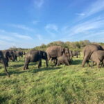 From Sigiriya: Minneriya National Park Private Jeep Safari - The Big Event: The Great Elephant Gathering