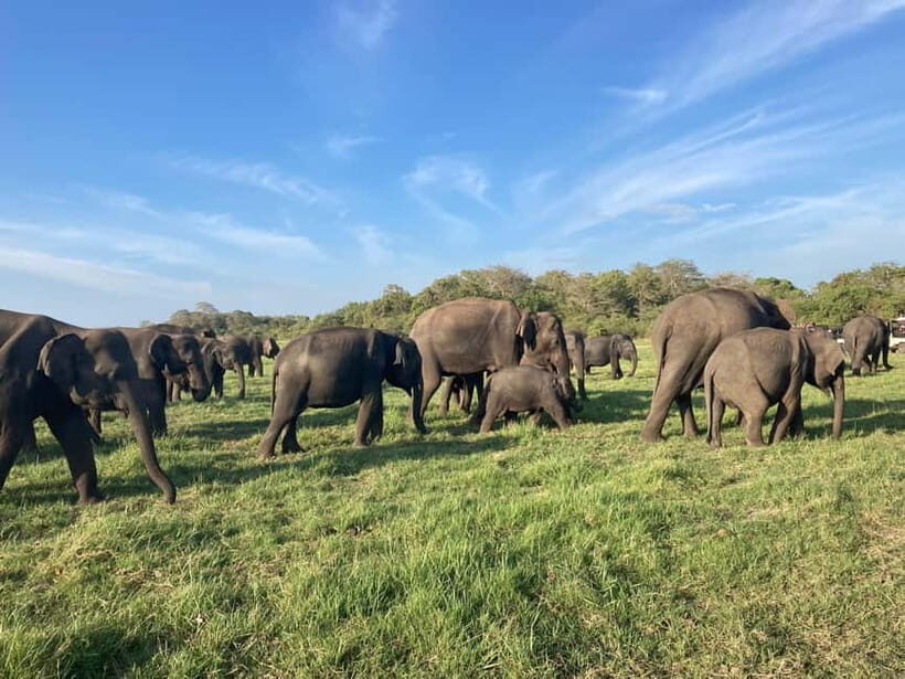 From Sigiriya: Minneriya National Park Private Jeep Safari - The Big Event: The Great Elephant Gathering