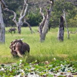 From Sigiriya: Private 4X4 Safari to Where the Elephants Are - Who Will Love This Tour?