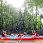 From Tagbilaran City/Panglao Island: Bohol Mangrove Kayaking - Who Will Love This Tour?