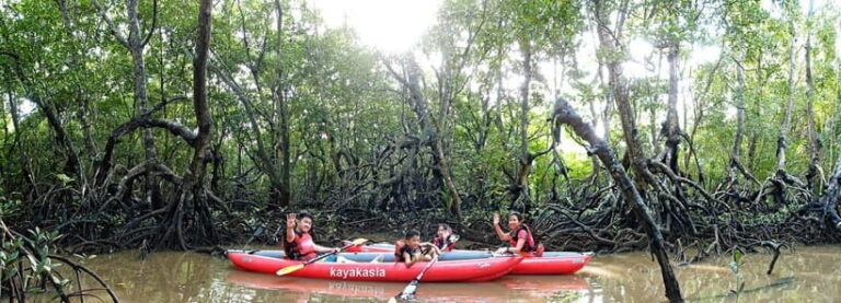 From Tagbilaran City/Panglao Island: Bohol Mangrove Kayaking - Who Will Love This Tour?