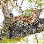 From Tangalle: All Inclusive Half Day Safari in Yala-Private - Is It Good Value?