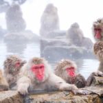 From Tokyo/Nagano : Private Snow Monkeys Park Full Day Trip - Pricing and Value