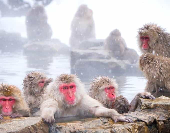 From Tokyo/Nagano : Private Snow Monkeys Park Full Day Trip - Pricing and Value
