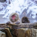 From Tokyo: Nagano Snow Monkey Park Private Tour - Evaluating the Price: Is It Worth It?