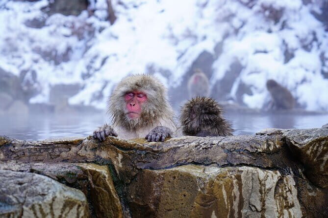 From Tokyo: Nagano Snow Monkey Park Private Tour - Evaluating the Price: Is It Worth It?