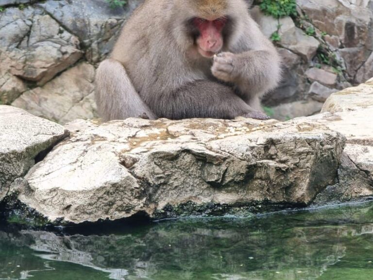 From Tokyo: Nagano Snow Monkey Park Tour With English Driver - Detailed Breakdown of the Experience