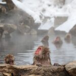 From Tokyo: Snow Monkey 1 Day Tour with Beef Sukiyaki Lunch - Authenticity and Value