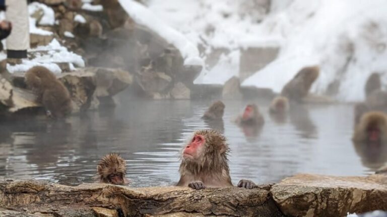 From Tokyo: Snow Monkey 1 Day Tour with Beef Sukiyaki Lunch - Authenticity and Value