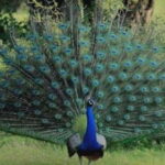 From Trincomalee : Minneriya / Kaudulla Elephant Safari - Real Experiences from Travelers