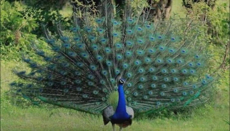 From Trincomalee : Minneriya / Kaudulla Elephant Safari - Real Experiences from Travelers