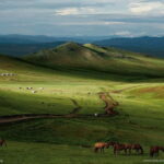 From Ulaanbaatar: Mongolian Culture & Landscapes 10 Day Tour - The Practicalities and Value