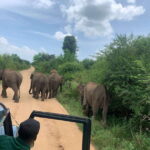 From Unawatuna: Udawalawe National Park Safari with transfer - How the Tour Compares Value-Wise