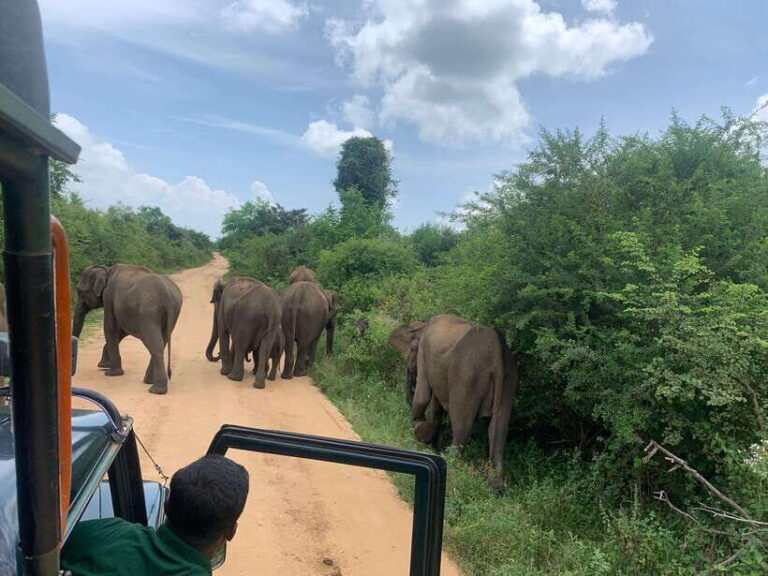 From Unawatuna: Udawalawe National Park Safari with transfer - How the Tour Compares Value-Wise