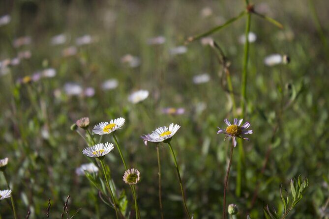 From Yogyakarta: Mount Prau Golden Sunrise Private Tour - The Value of the Experience