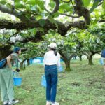 Fruit Farm Dining Experience in Ukiha - The Value of the Experience