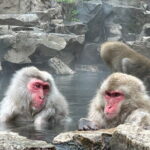 Fuji Sightseeing Tour (With English or Japanese Speaking Guide) - Why Choose This Tour?