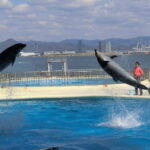 Fukuoka: Hakozaki Shrine, Tocho-ji Temple, & Ohori Park Tour - What Travelers Say About This Tour