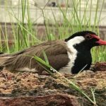 Full Day Bharatpur Bird Sanctuary with Fatehpur Sikri - Who this Tour Is Best For