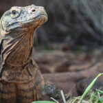 Full Day Boat Trip Komodo Island Hopping from Labuan Bajo - Second Stop: Komodo Island – Encounter with the Famous Lizards