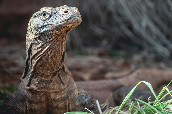 Full Day Boat Trip Komodo Island Hopping from Labuan Bajo - Second Stop: Komodo Island – Encounter with the Famous Lizards