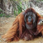 Full Day Bukit Merah Orang Utan Island And Ipoh City Tour - Key Points