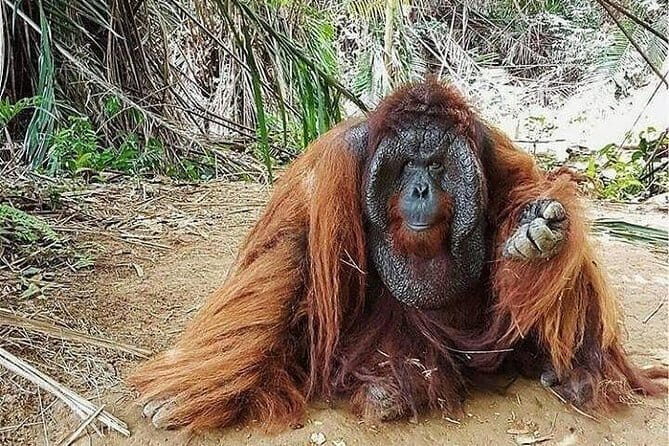 Full Day Bukit Merah Orang Utan Island And Ipoh City Tour - Key Points