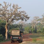 Full Day Bundala Safari with Picnic Lunch from Hambantota Harbour - How Does It Compare to Other Safari Options?