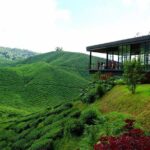 Full-Day Cameron Highlands & Batu caves Tour - A Close Look at the Itinerary and What to Expect