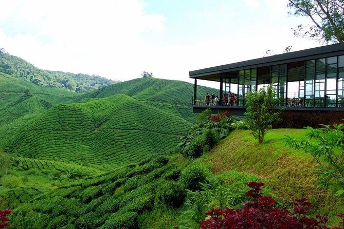 Full-Day Cameron Highlands & Batu caves Tour - A Close Look at the Itinerary and What to Expect
