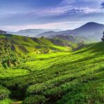 Full-day Cameron Highlands Day Trip from Kuala Lumpur - The Sum Up