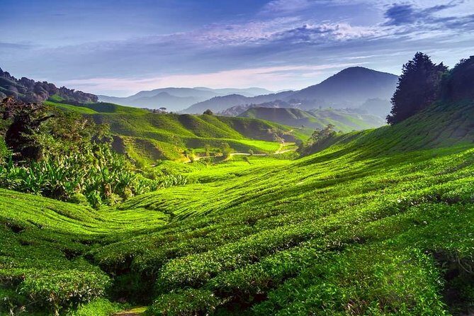Full-day Cameron Highlands Day Trip from Kuala Lumpur - The Sum Up