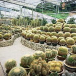 Full-day Cameron Highlands Tour - Transportation and Timing