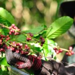 Full Day Crossing the Bolaven Plateau - Frequently Asked Questions