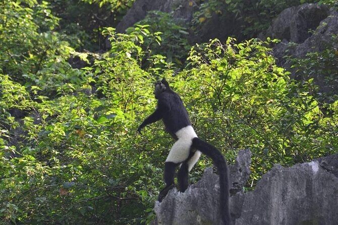 Full-Day Cuc Phuong National Park Hiking Tour - Key Points