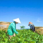 Full day Dalat tea and coffee tour - The Itinerary Explored: What to Expect