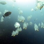 Full Day Diving Activity in Thailand with Lunch - Why We Love This Tour