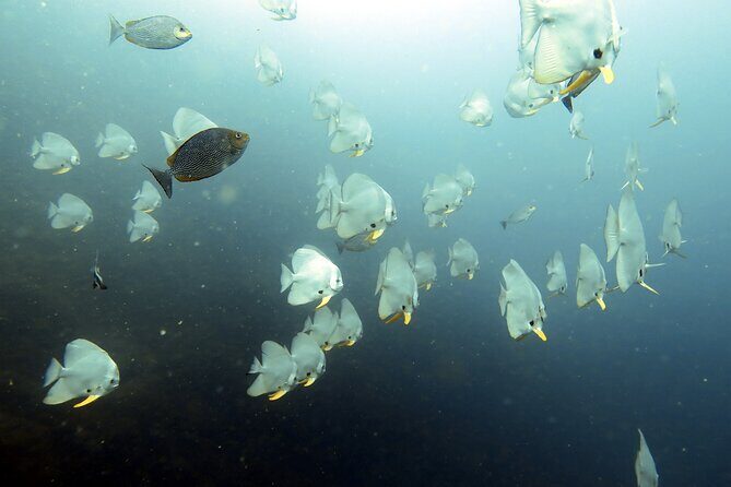 Full Day Diving Activity in Thailand with Lunch - Why We Love This Tour