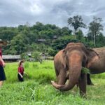 Full Day Experience at Ran-Tong Save & Rescue Elephant Centre - The Real Value Here