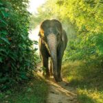 Full day game drive at Bundala National Park with Picnic Lunch - Final Thoughts