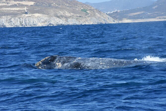 Full-Day Gray Whale Watching tour from Cabo to Mag Bay - Diving Into the Itinerary