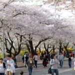 Full-day Hadong, Gwangyang, Cherry blossom, Green Tea Fields Private Tour - Why This Tour Is Worth Considering