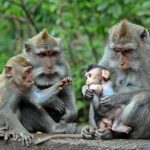 Full-Day in Bali: Amazing Ubud Tour - What the Reviews Say