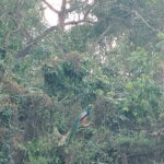 Full Day Jeep Safari in Chitwan National Park - The Itinerary: What to Expect