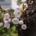 Full-Day Jomon World Heritage Site Tour in Hirosaki Area - Exploring the Full-Day Jomon World Heritage Site Tour