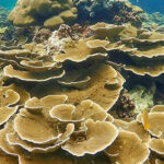 Full-Day Koh Lipe 5 points Snorkeling (East Zone) with Lunch - What’s Included and What’s Not