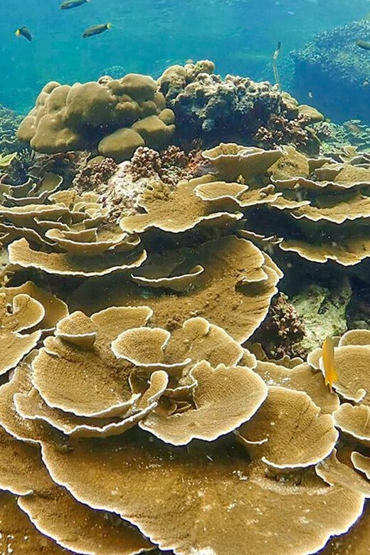 Full-Day Koh Lipe 5 points Snorkeling (East Zone) with Lunch - What’s Included and What’s Not