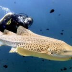 Full-Day Koh Phi Phi Scuba Diving Course from Phuket - Practical Details and Considerations